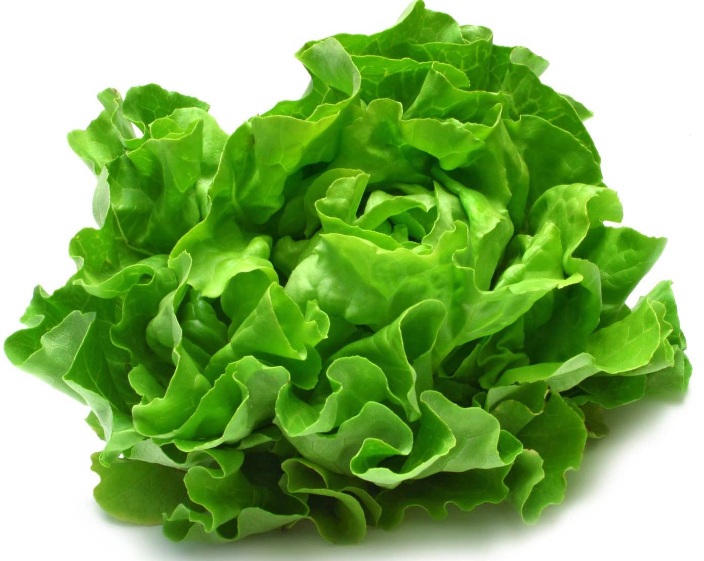 Lettuces - Alexa Farms