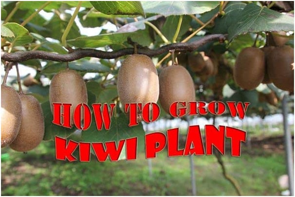How to Grow Kiwi Fruit - Alexa Farms
